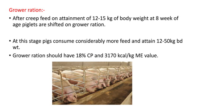 Feeding of Swine | PPTX