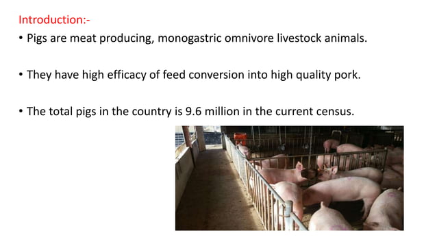 Feeding of Swine | PPTX