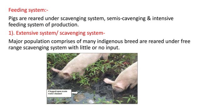 Feeding of Swine | PPTX