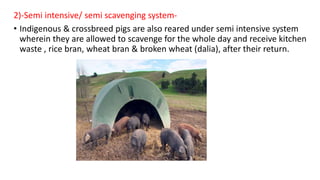 Feeding of Swine | PPTX