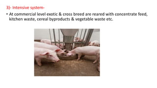 Feeding of Swine | PPTX