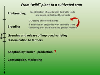 Cultivated genetic diversity and farmers’ knowledge – keys to cassava breeding | PPT | Free Download