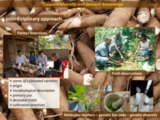 Cultivated genetic diversity and farmers’ knowledge – keys to cassava ...