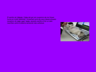 els gats | PPT