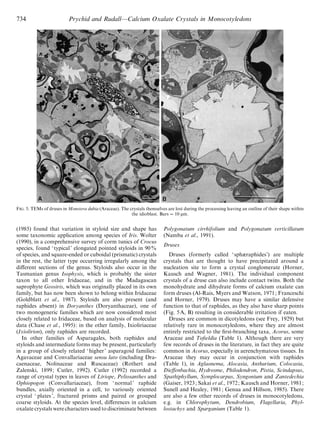 Ann bot 1999-prychid-725-39 | PDF | Geology | Science