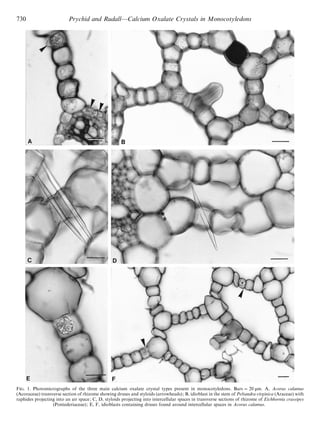 Ann bot 1999-prychid-725-39 | PDF | Geology | Science