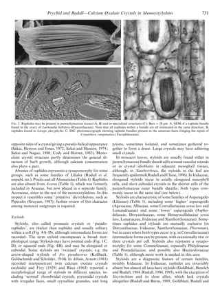 Ann bot 1999-prychid-725-39 | PDF | Geology | Science