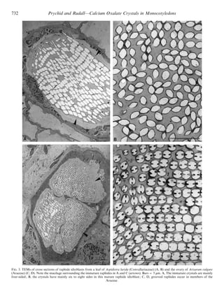 Ann bot 1999-prychid-725-39 | PDF | Geology | Science