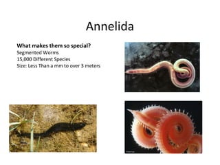 Annelida | PPT