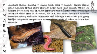 Annelida | PPTX