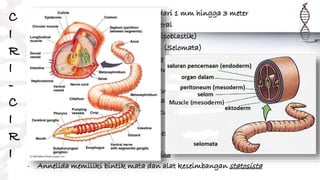 Annelida | PPTX