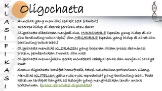 Annelida | PPTX