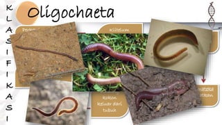 Annelida | PPTX