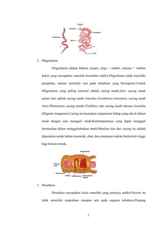 Annelida | DOCX