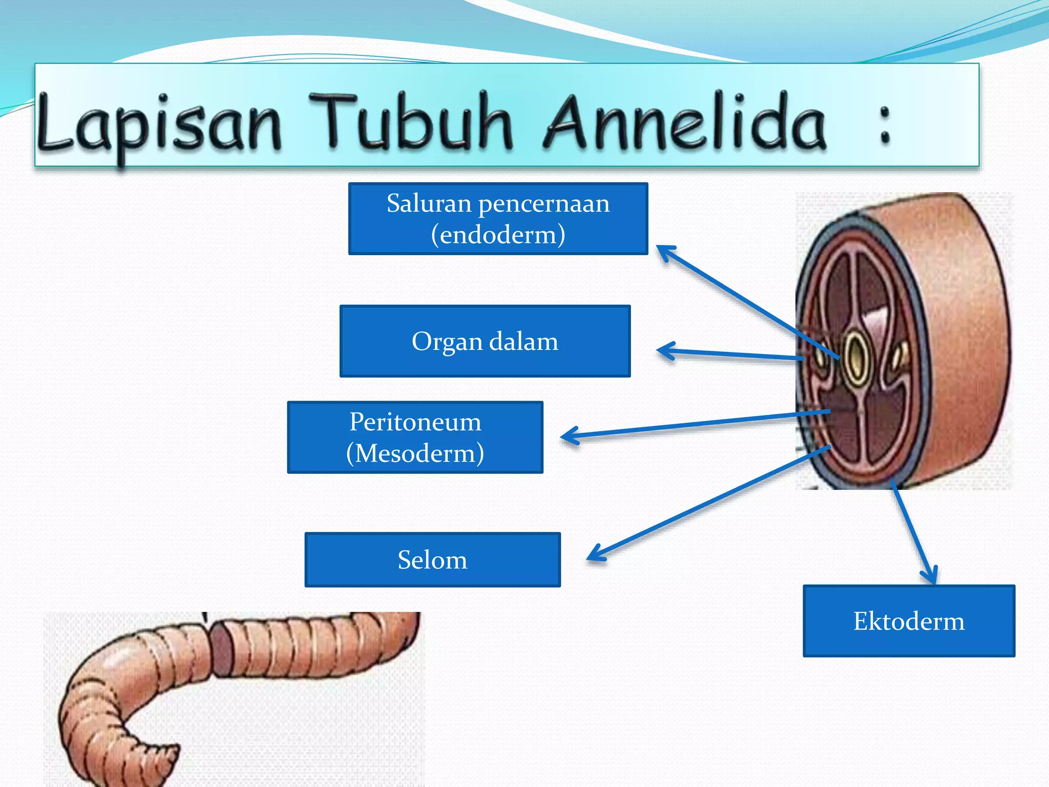 Phylum Annelids | PPTX