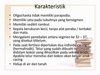 filum Annelida | PPT