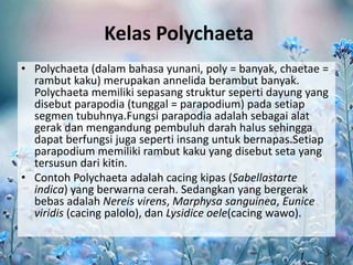 filum Annelida | PPTX
