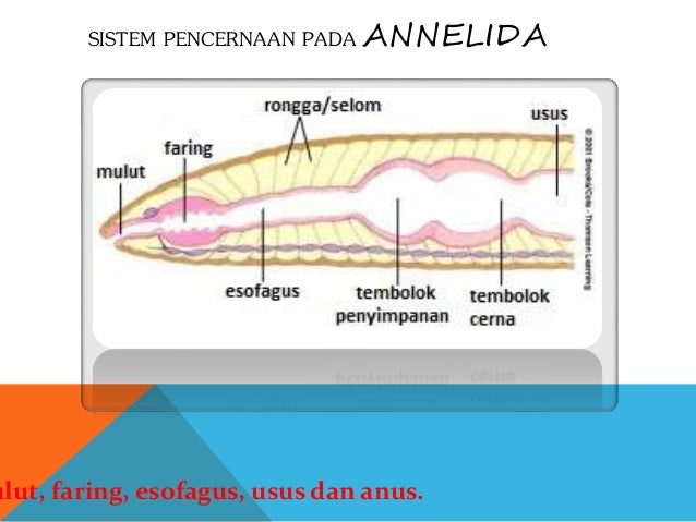 Sistem Pencernaan Annelida - Perumperindo.co.id