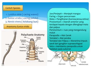 Filum Annelida PPT beserta Anatomy | PPT