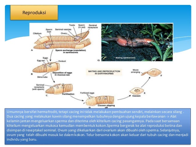 Filum Annelida PPT beserta Anatomy