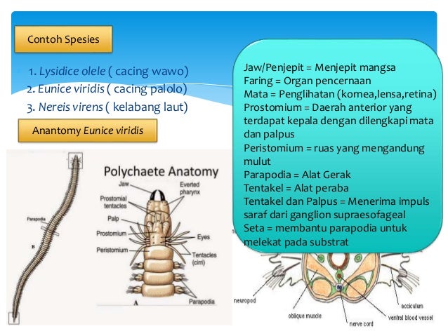 Filum Annelida PPT beserta Anatomy