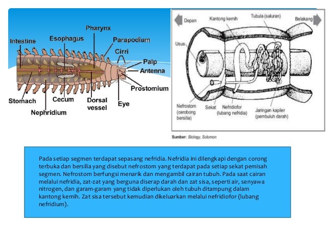Filum Annelida PPT beserta Anatomy