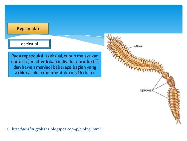 Filum Annelida PPT beserta Anatomy
