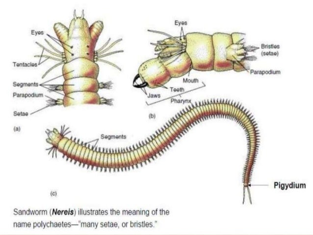 KELAS POLYCHAETA PDF