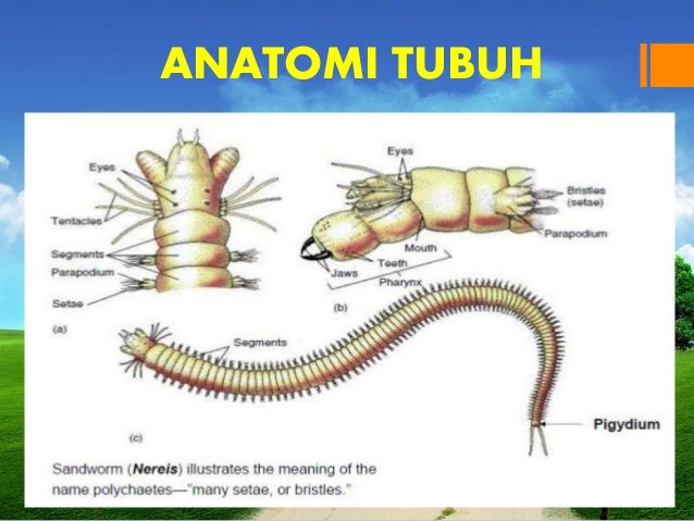 Pengertian Ciri Ciri Contoh Cacing Nemathelminthes