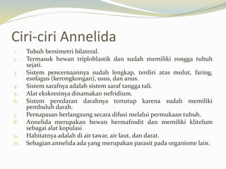 Annelida | PPT