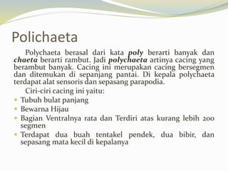 Annelida | PPTX
