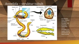 Annelida | PPTX