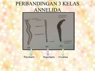 Annelida | PPTX