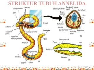 Annelida | PPTX