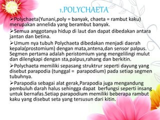 Annelida | PPTX