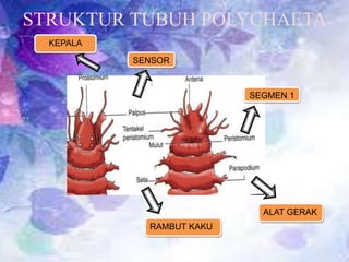 Annelida | PPTX