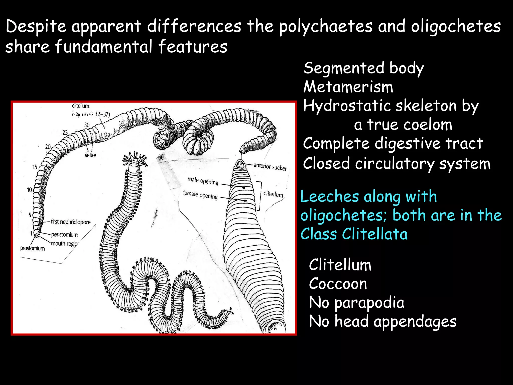 Annelida | PDF