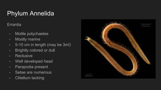 Annelida | PPTX | Biological Sciences | Science