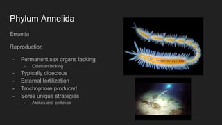 Annelida | PPTX | Biological Sciences | Science