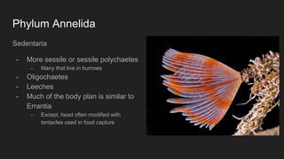 Annelida | PPTX