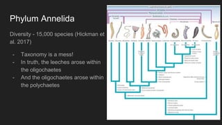 Annelida | PPTX | Biological Sciences | Science