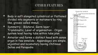 Annelida | PPTX