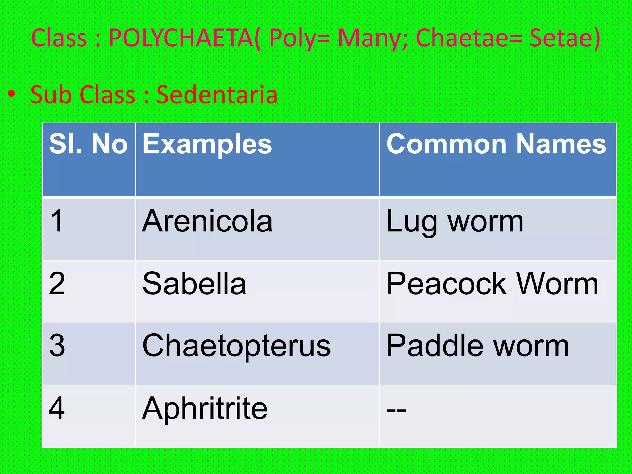 Annelida- General Characters and classification | PPTX