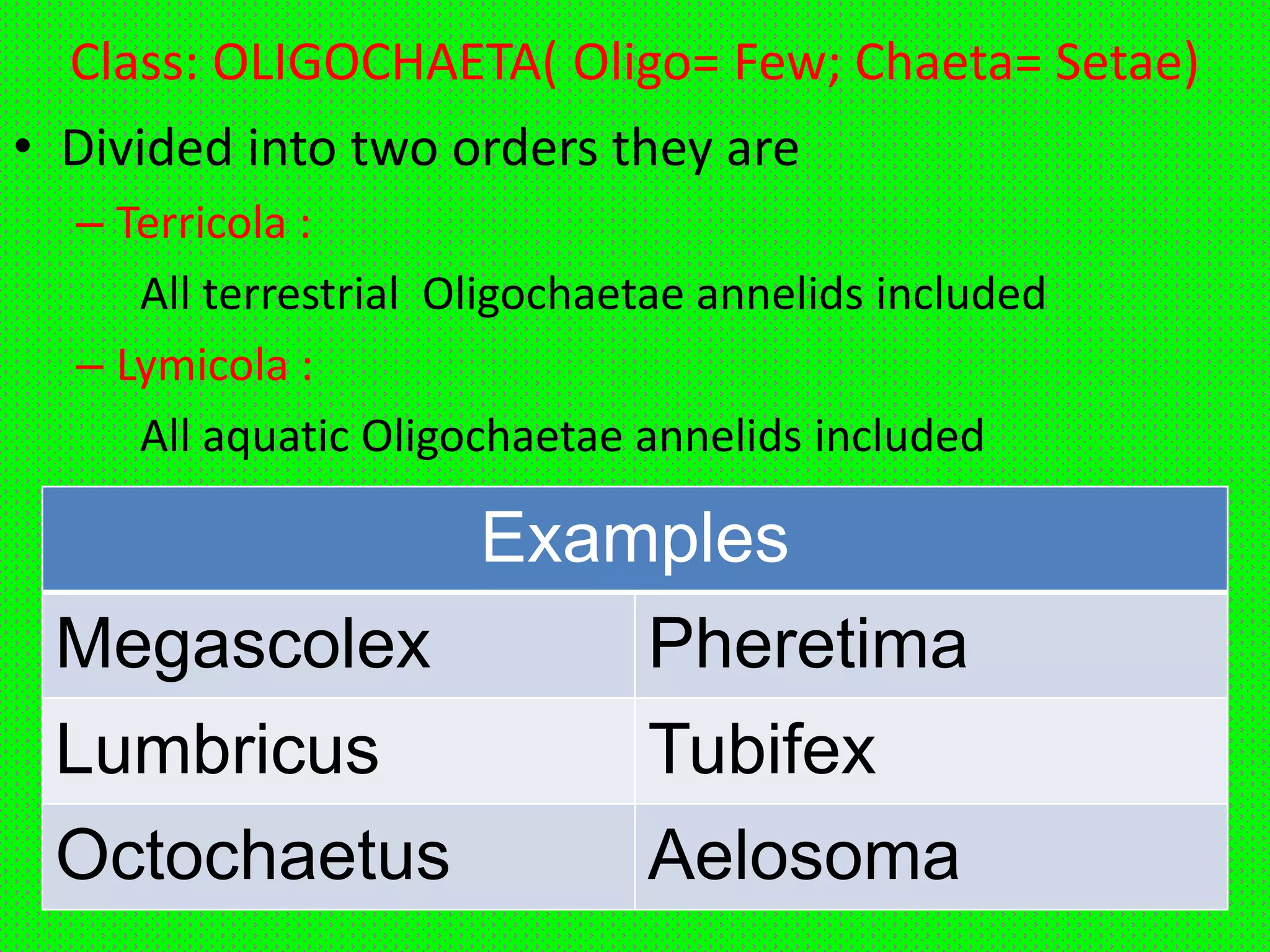 Annelida- General Characters and classification | PPTX