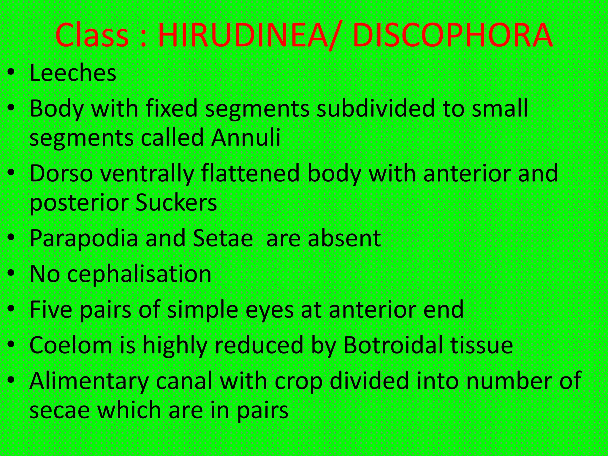 Annelida- General Characters and classification | PPTX