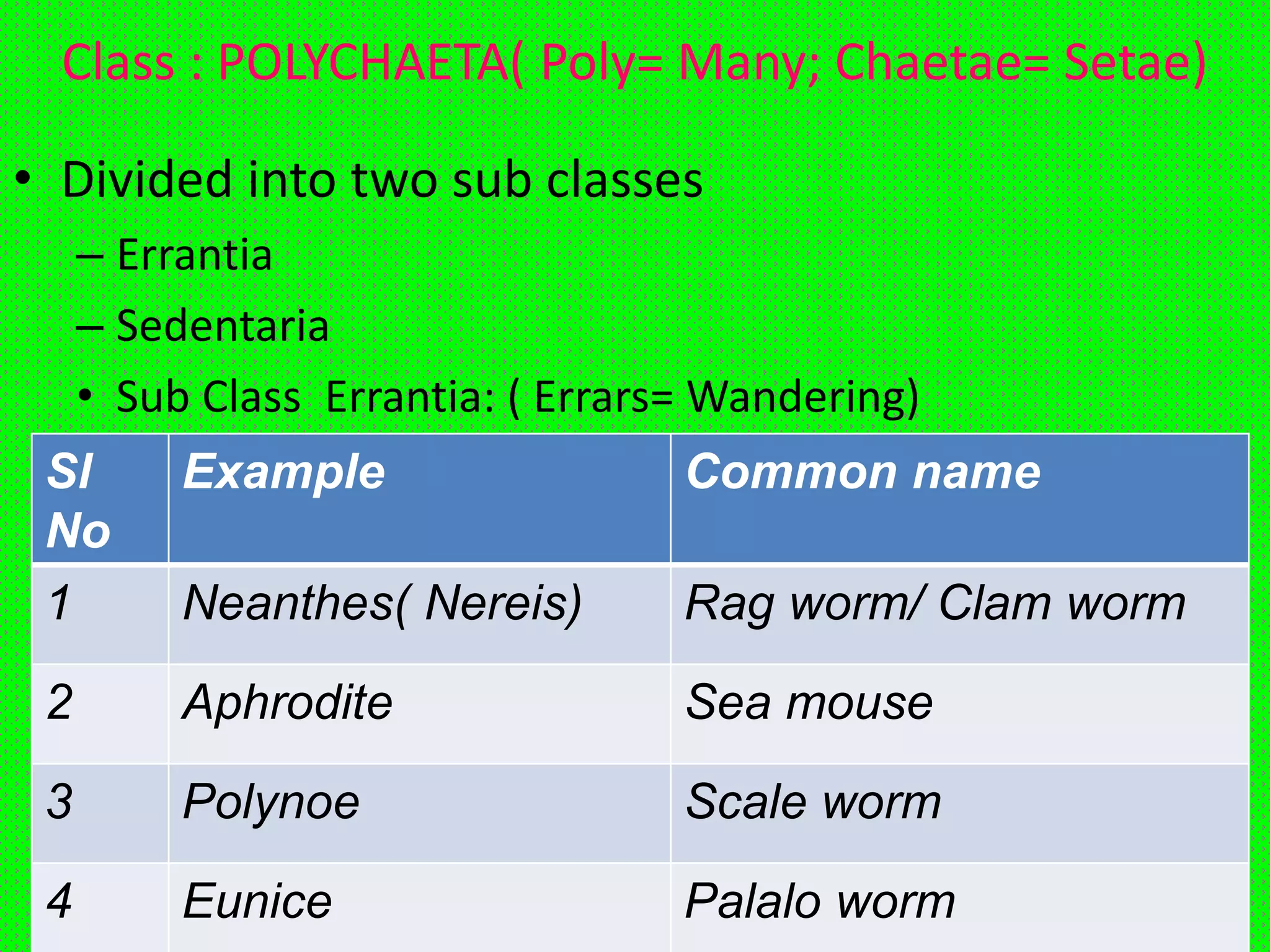 Annelida- General Characters and classification | PPTX