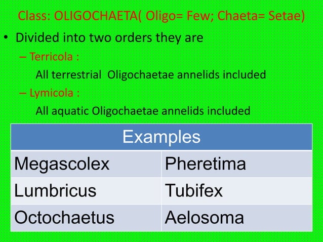 Annelida- General Characters and classification | PPTX | Biological ...