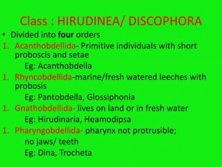 Annelida- General Characters and classification | PPTX