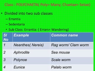 Annelida- General Characters and classification | PPTX