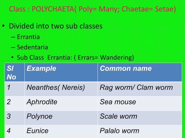 Annelida- General Characters and classification | PPTX | Biological ...